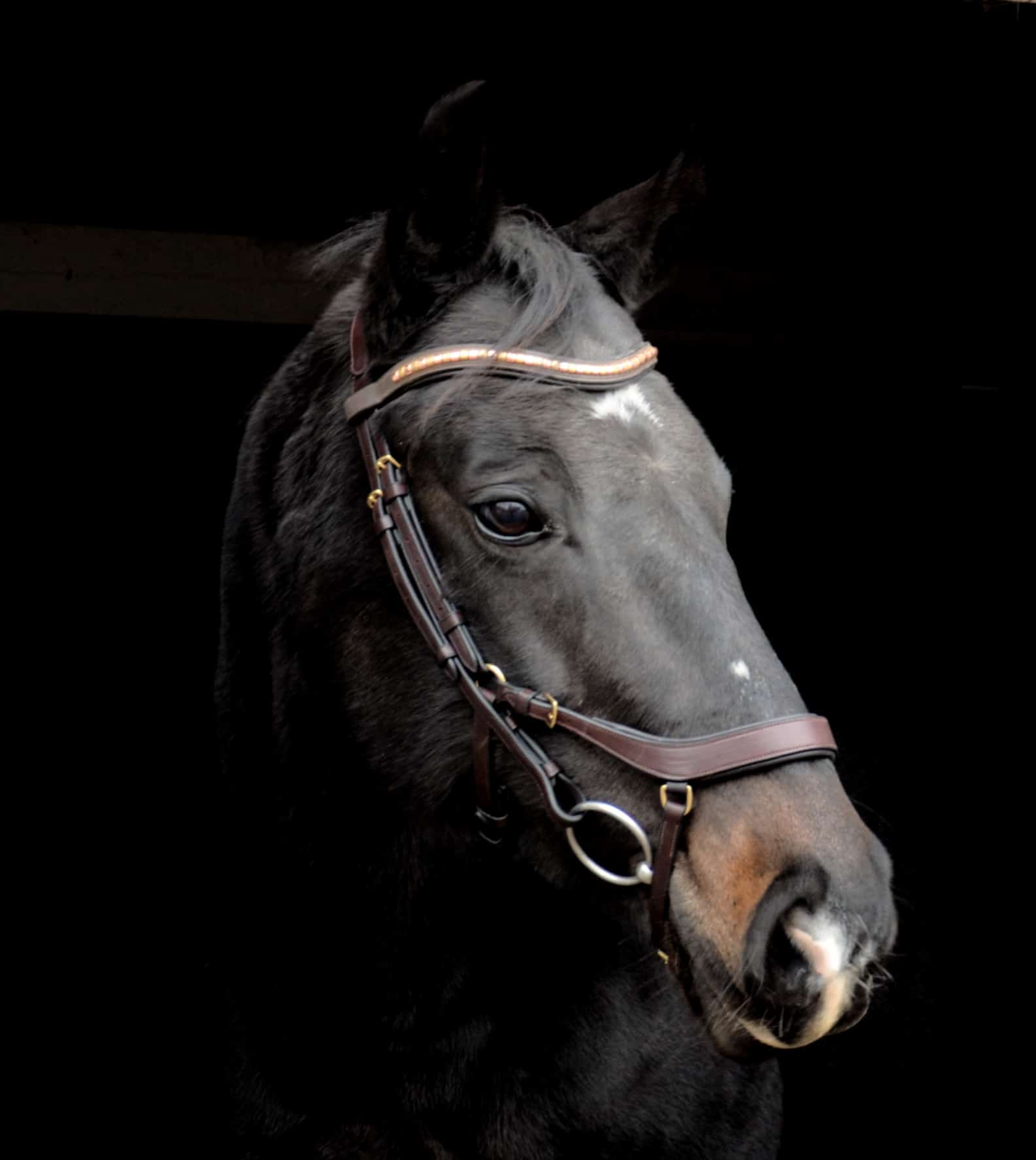 Eponia Sensative Elevation Bridle ⋆ Eponia Equestrian Sport USA